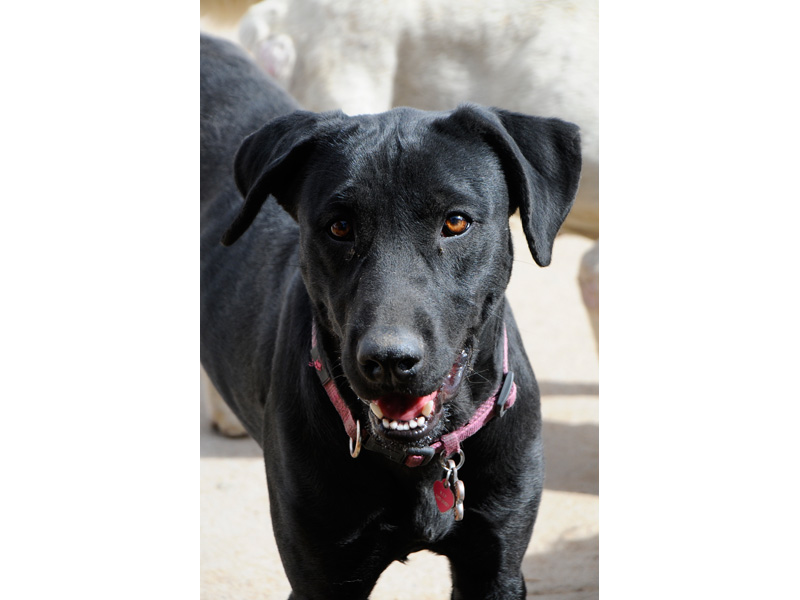 Al rescate de Colitas Felices - Nortedigital