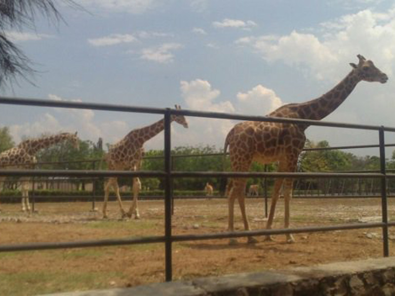 Aseguran 338 animales de zoológico en Querétaro - Nortedigital