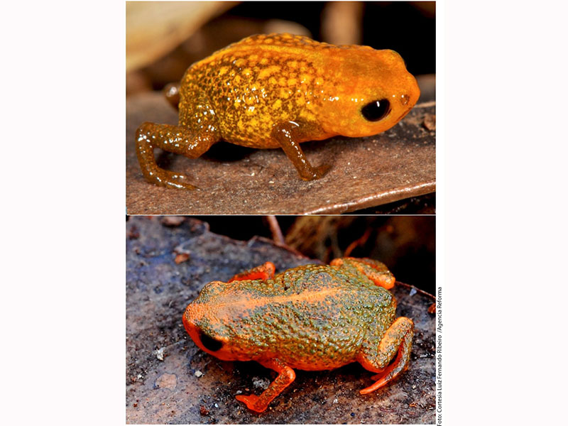 Descubren 7 Mini Ranas En Brasil Nortedigital