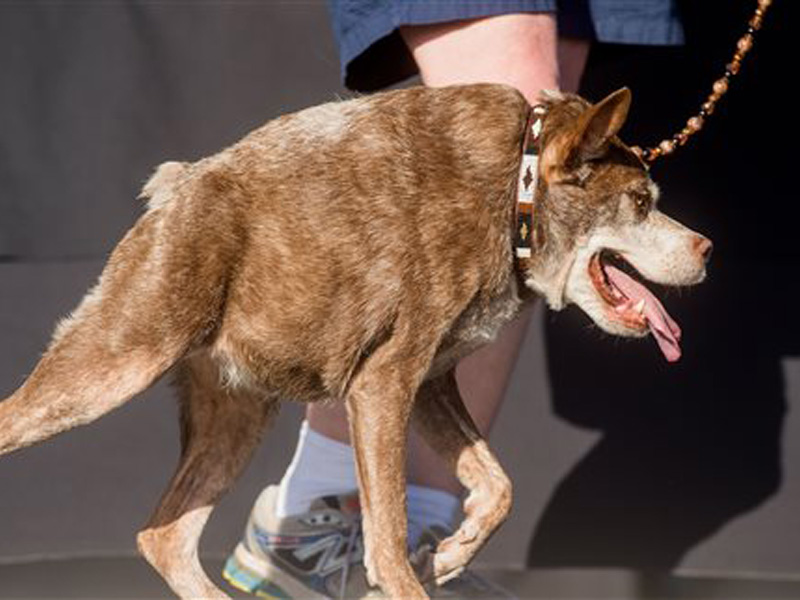 Can deforme gana concurso del Perro Más Feo del Mundo - Nortedigital