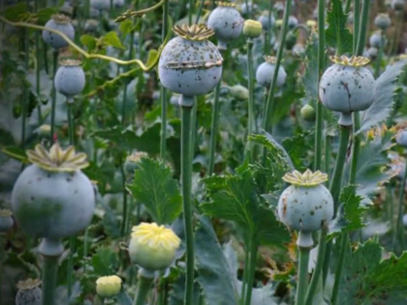 ESPECIAL: Los niños del opio en México - Nortedigital