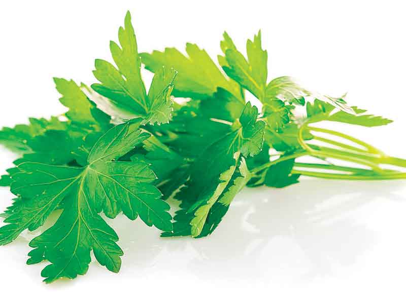 Perejil, un manojo de sabor | Nortedigital