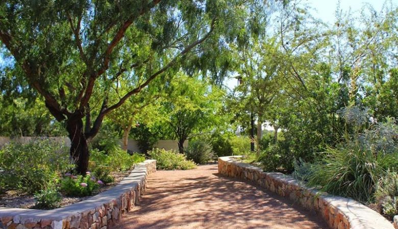 Recomiendan crear microclimas en Juárez, plantando árboles - Nortedigital