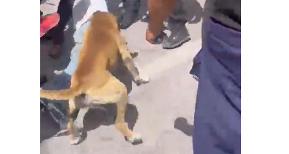 Video: Surge otro perro héroe que se une a vecinos para linchar a ladrón