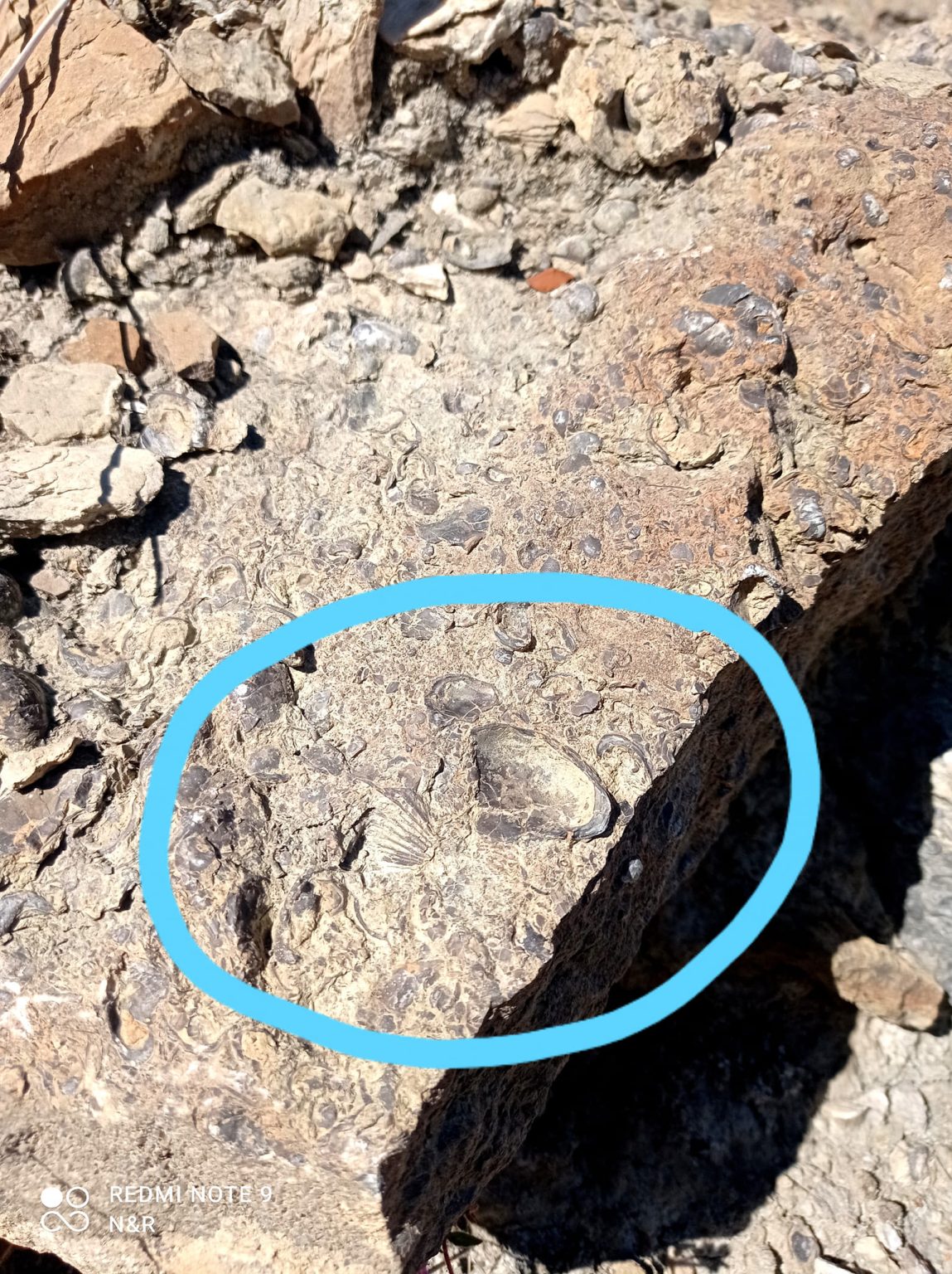 ¿Sabías que Ciudad Juárez fue mar? - Norte de Ciudad Juárez