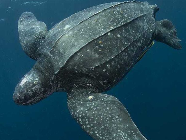 Video: Tortuga Laúd regresa al mar - Norte de Ciudad Juárez