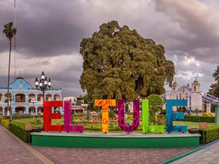 El árbol de Tule en Oaxaca - Norte de Ciudad Juárez