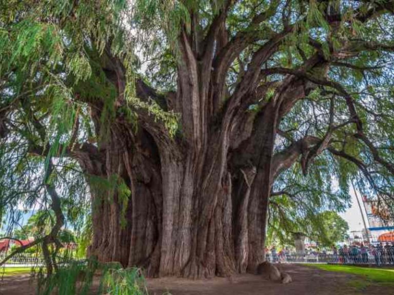 El árbol de Tule en Oaxaca - Norte de Ciudad Juárez