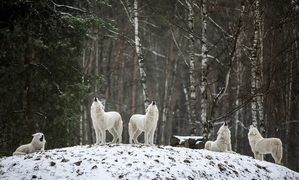 Hombre abandona a su familia para ir a vivir entre lobos por 7 años ...