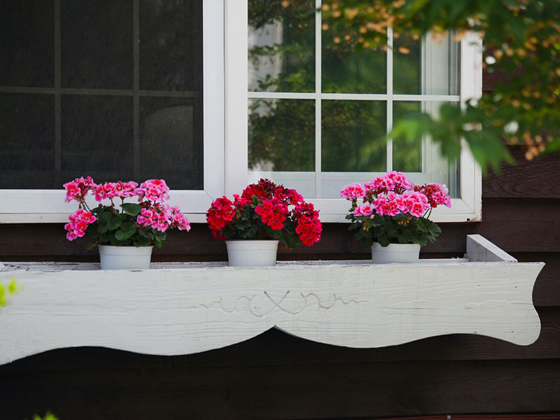 Alegra tu hogar con flores - Norte de Ciudad Juárez
