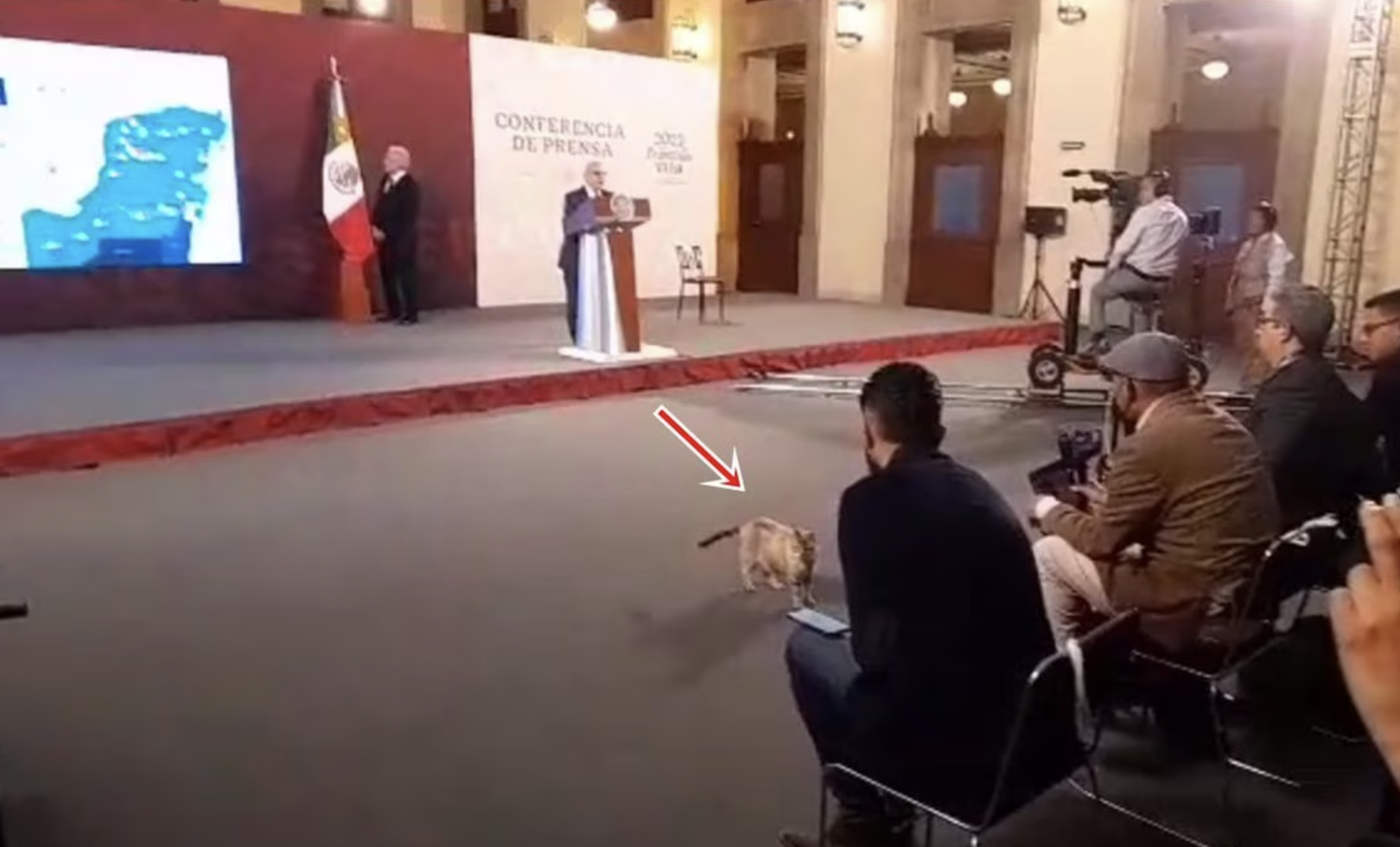VIDEO: Zeus, el gato que vive en Palacio Nacional, se cuela a la ...