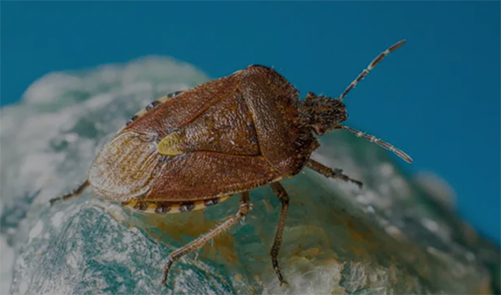 Regresa a España plaga de chinches que se creía erradicada - Norte de ...