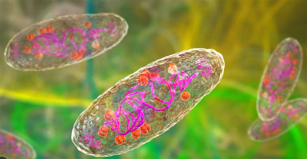 Detectan en EU primer caso humano de peste bubónica en los últimos 10 ...