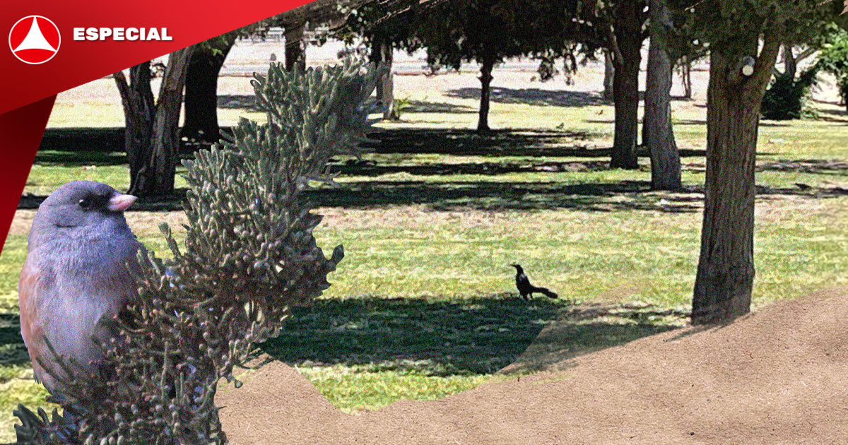 El Chamizal: historia de su fauna y flora perdida - Norte de Ciudad Juárez