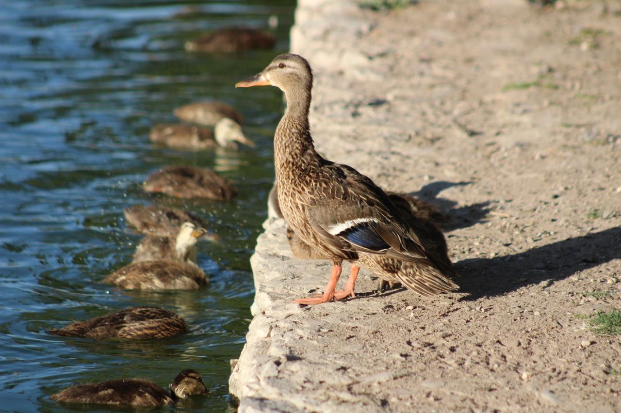 Nacen en el Parque Central especie de pato mexicano en extinción ...