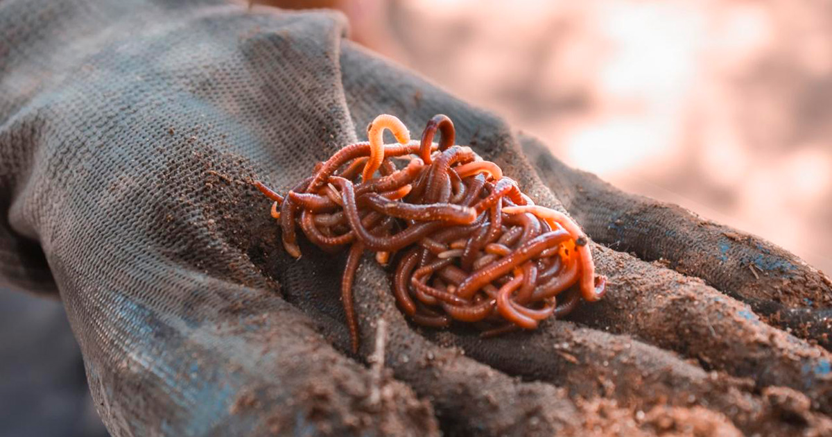 Lombrices invaden el Parque Central - Norte de Ciudad Juárez