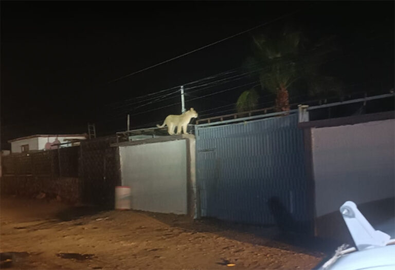 Capturan a leona en la Felipe Ángeles - Norte de Ciudad Juárez