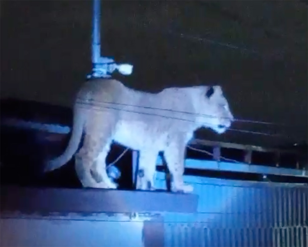 Capturan a leona en la Felipe Ángeles - Norte de Ciudad Juárez