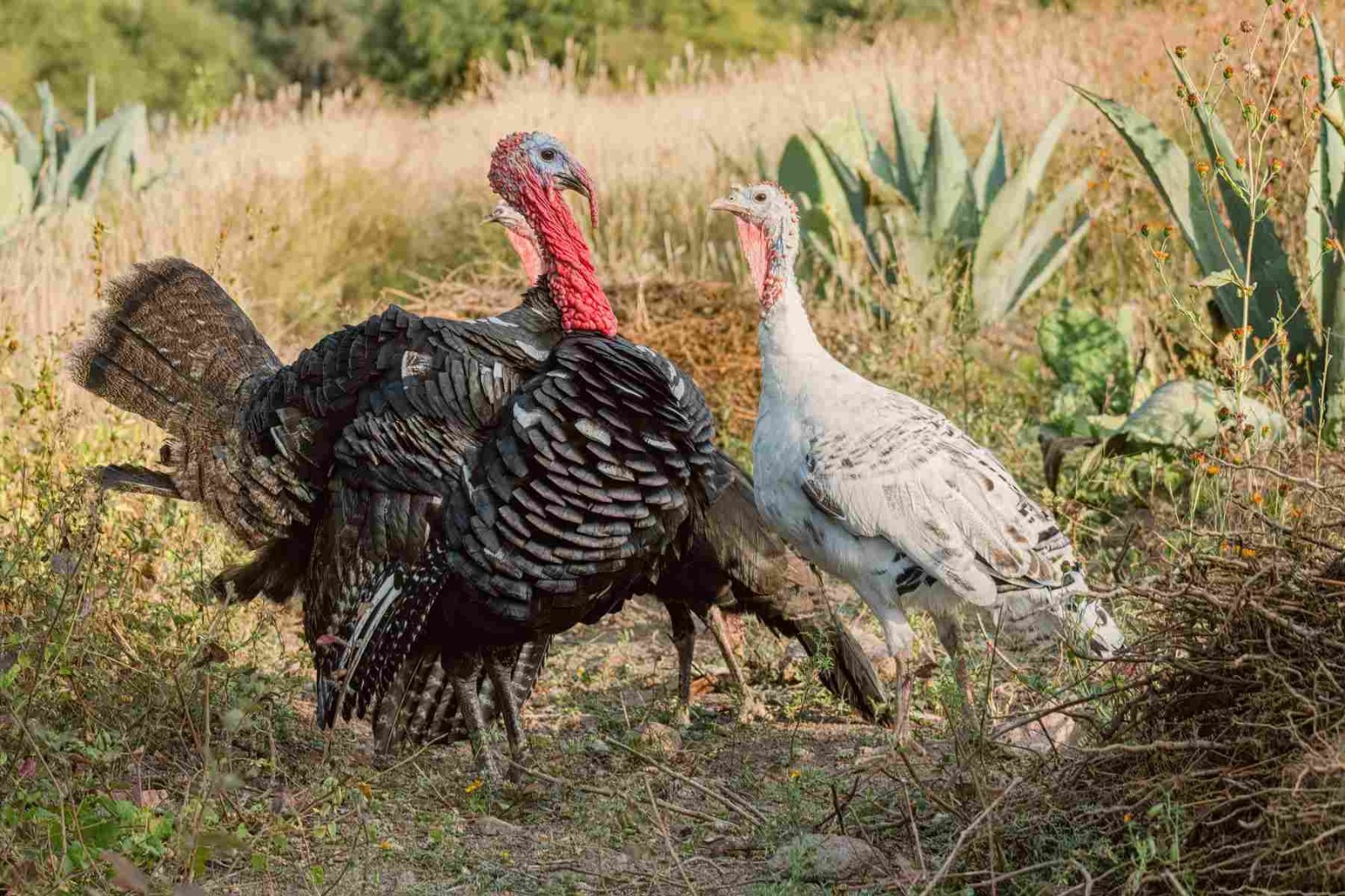 El pavo y el pino son tradiciones navideñas, ¿por qué? - Norte de ...