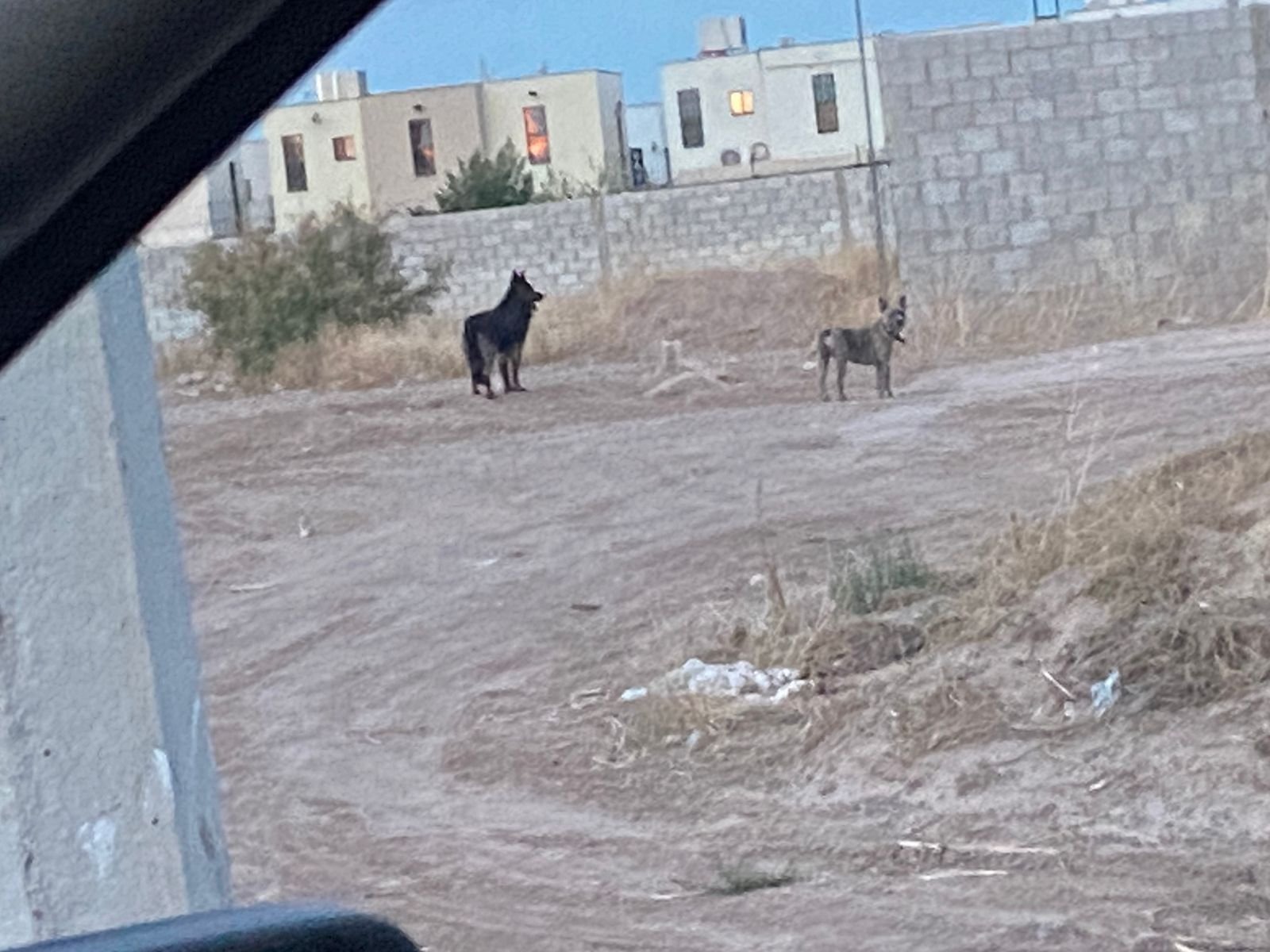 La historia de los “perros cholos” de la Valle del Sol - Norte de ...