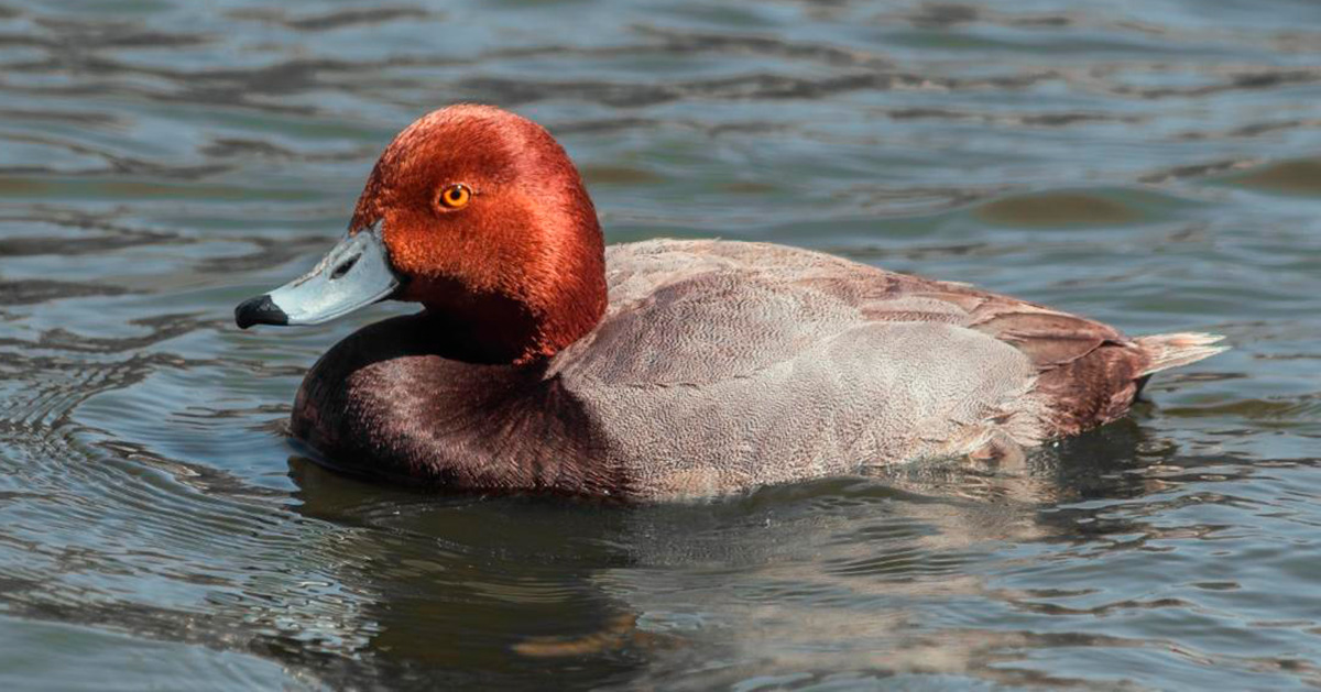 Avistan raro pato de cabeza roja en el Parque Central - Norte de Ciudad ...