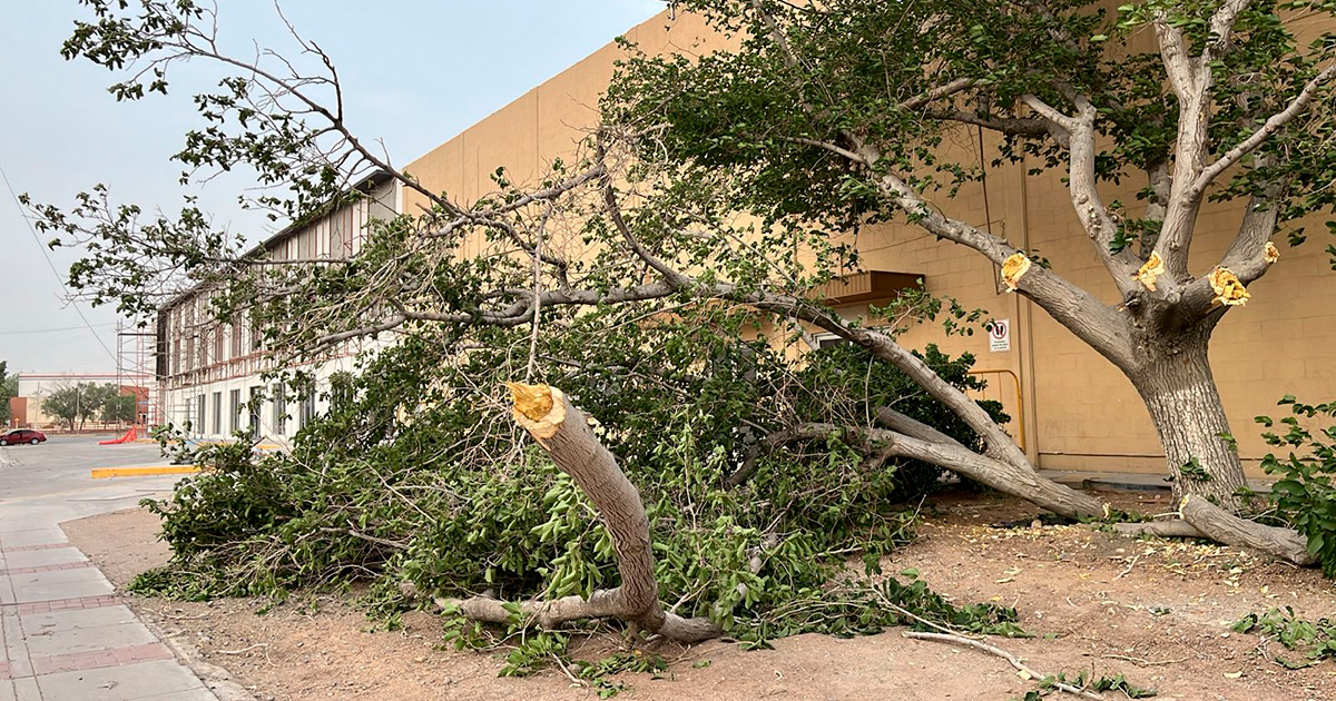 Bardas y árboles caídos, los estragos de los vientos de hasta 70 kph ...