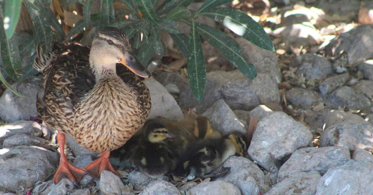 Se quedan a anidar aves acuáticas en Parque Central - Norte de Ciudad ...