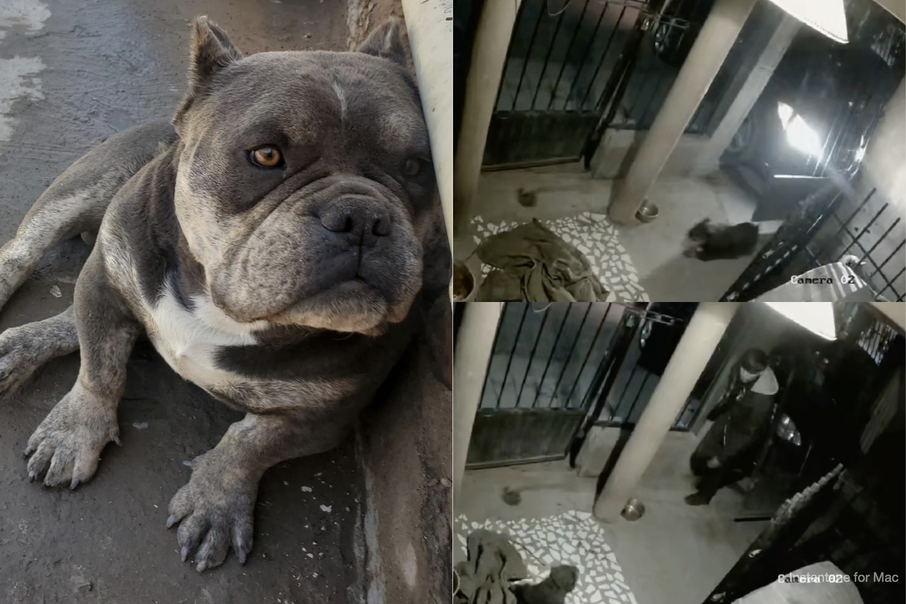 El colmo, rompen reja de casa para llevarse a costoso perro - Norte de ...