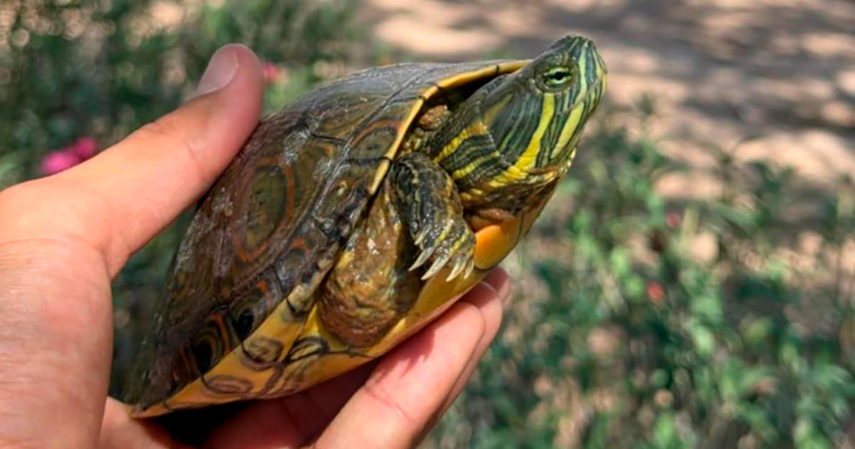 Habitan 9 especies de tortugas acuáticas en el Parque Central - Norte ...