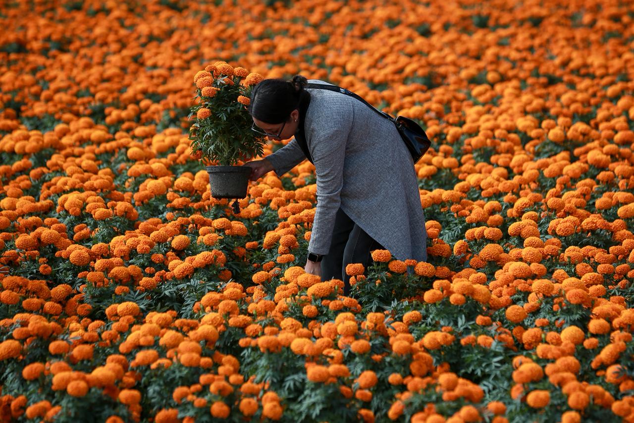 De a poco, el color cempasúchil comienza a pintar la frontera - Norte ...